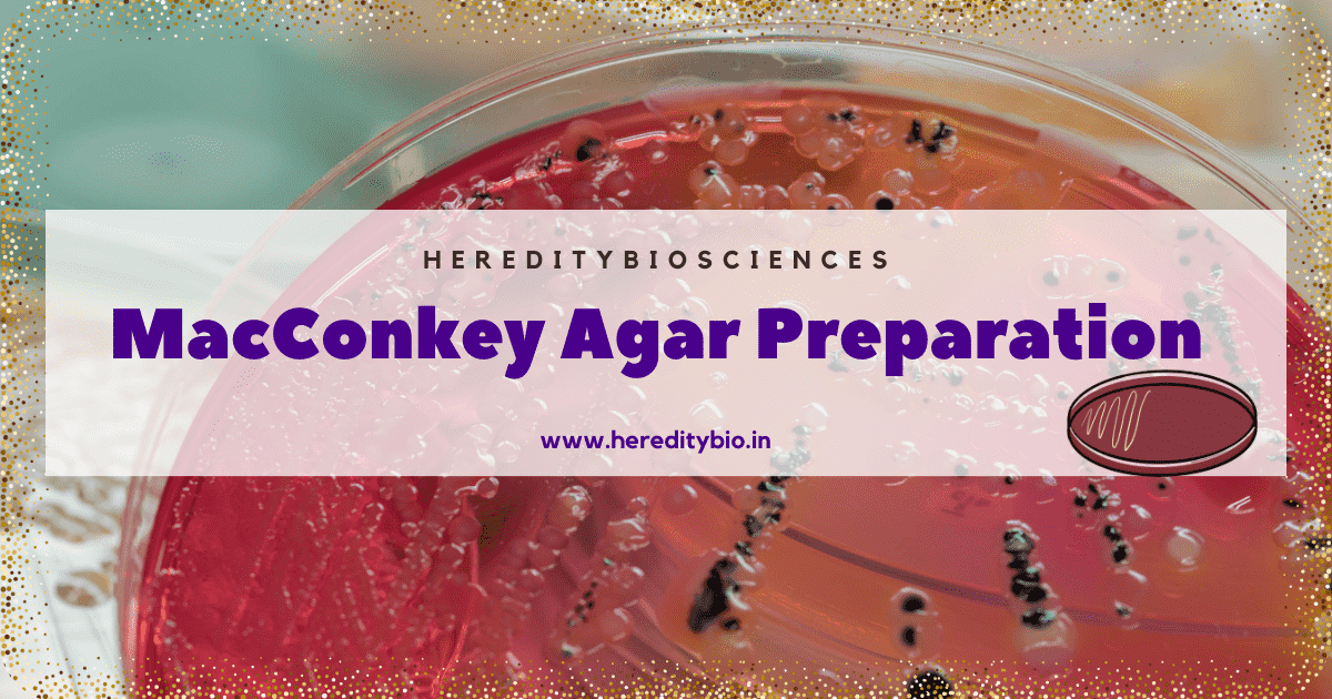 Mastering MacConkey Agar: A Step-by-Step Guide - Heredity Bioscience