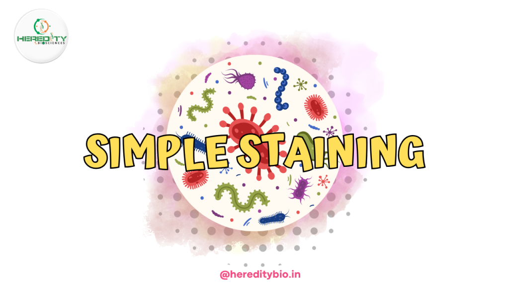 Microbiology: Simple Staining Techniques for Clear Bacterial ...