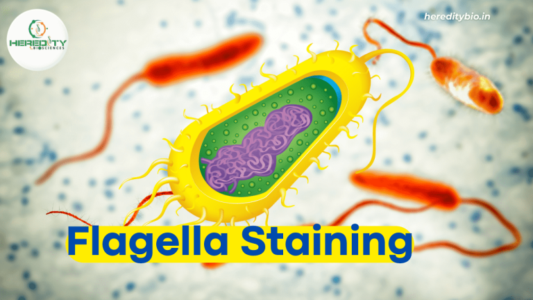 Flagella Staining Using Leifson Method: Step-by-Step Protocol ...