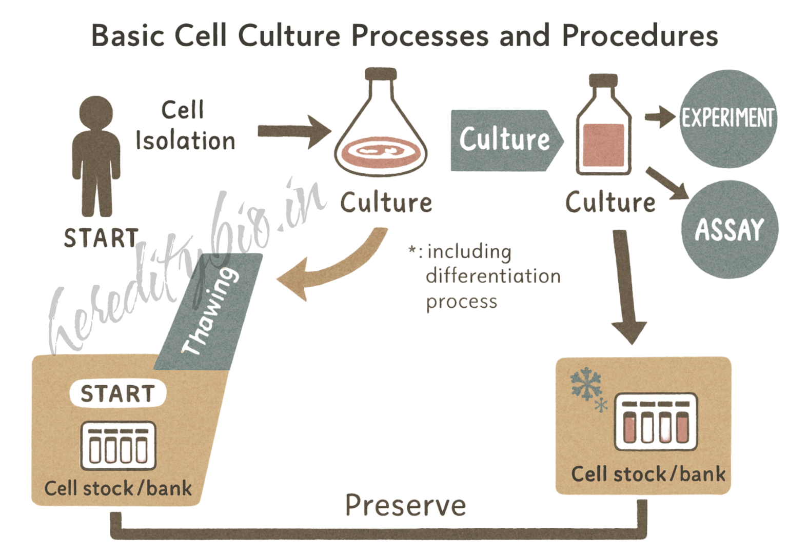 Understanding Basic Cell Culture Processes and Procedures - Heredity Bioscience